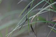 Damselfly - New World Encyclopedia