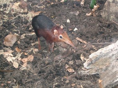 Elephant shrew - New World Encyclopedia