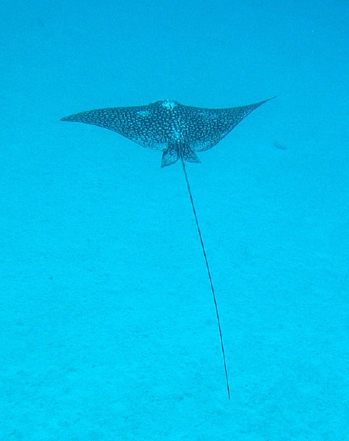 Chondrichthyes - New World Encyclopedia