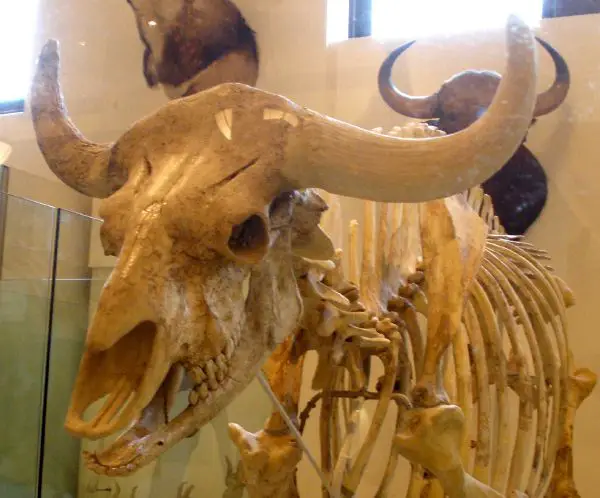 Gaur - New World Encyclopedia