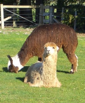 Alpaca - New World Encyclopedia