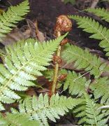 Fern - New World Encyclopedia