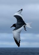 Gull - New World Encyclopedia