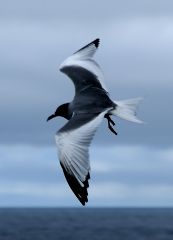 Gull - New World Encyclopedia