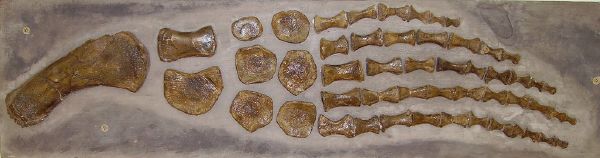 Plesiosaur - New World Encyclopedia