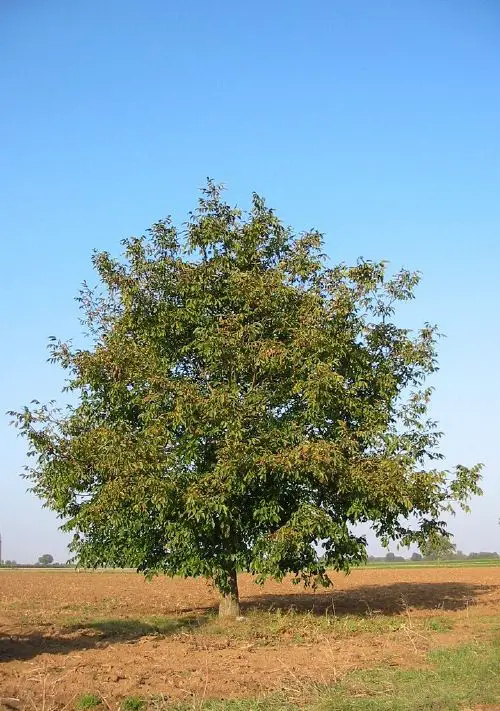 Walnut - New World Encyclopedia