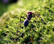 Insect - New World Encyclopedia