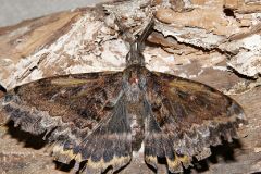 Moth - New World Encyclopedia