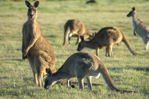 Kangaroo - New World Encyclopedia