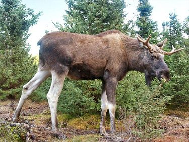 Moose - New World Encyclopedia