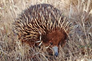 Echidna - New World Encyclopedia