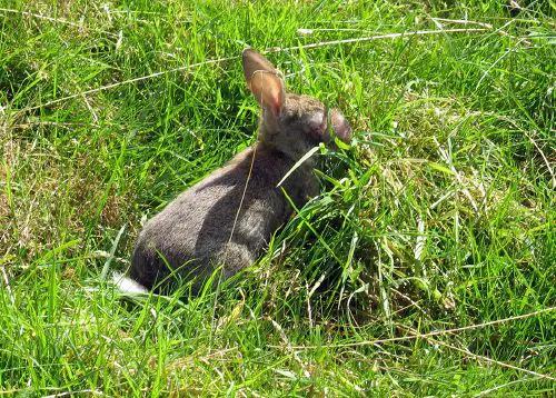 Rabbit - New World Encyclopedia