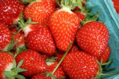Strawberry - New World Encyclopedia