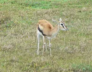 Gazelle - New World Encyclopedia