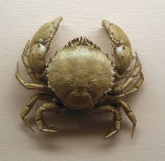 Crab - New World Encyclopedia