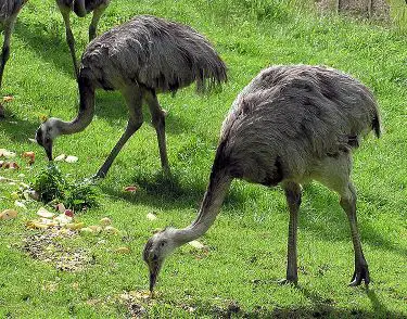 Rhea (bird) - New World Encyclopedia