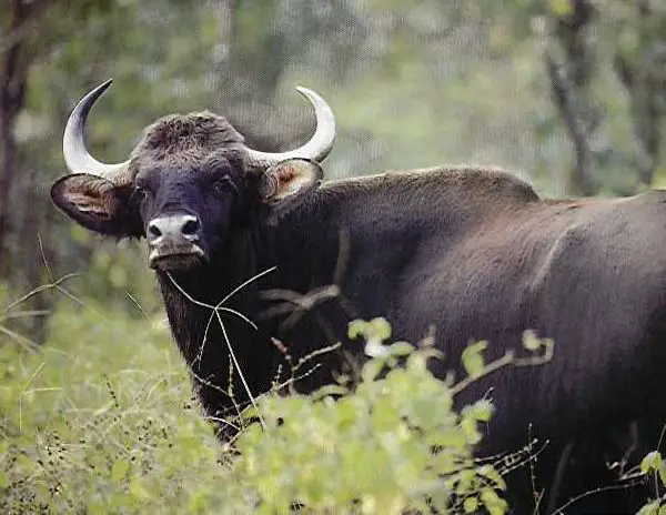 Gaur - New World Encyclopedia