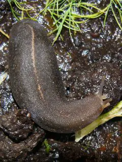 Slug - New World Encyclopedia