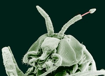 Onchocerciasis - New World Encyclopedia
