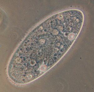 Paramecium - New World Encyclopedia