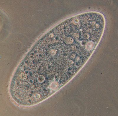 Protist - New World Encyclopedia