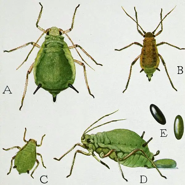 Aphid - New World Encyclopedia