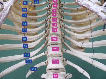 Vertebral column - New World Encyclopedia