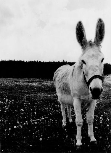 Mule - New World Encyclopedia