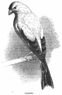 Canary - New World Encyclopedia