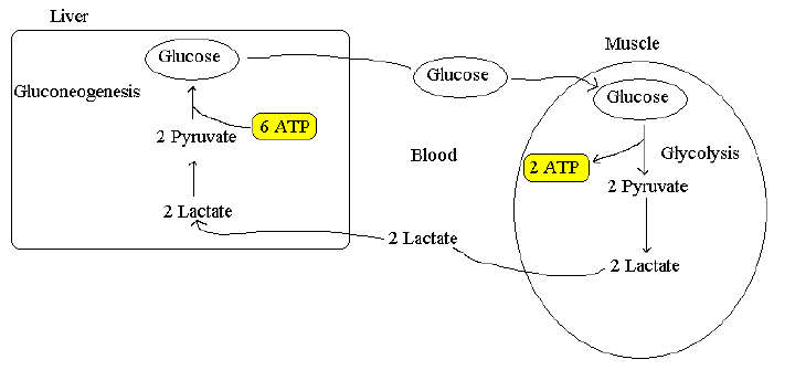 Glycogen - New World Encyclopedia