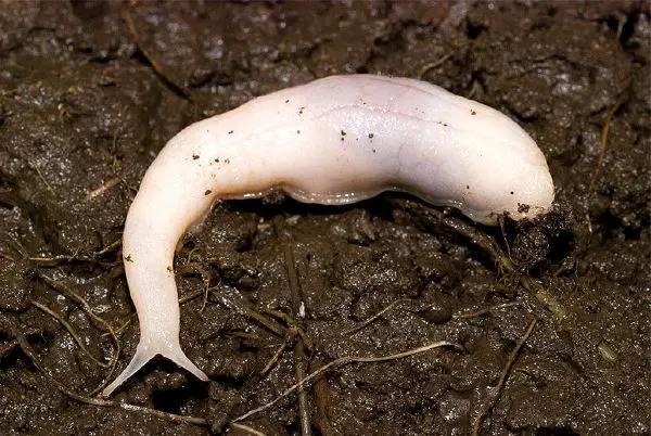 Slug - New World Encyclopedia