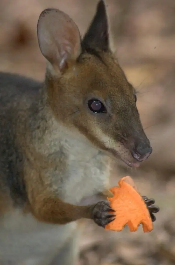 Macropod - New World Encyclopedia