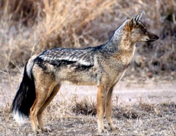 Jackal - New World Encyclopedia