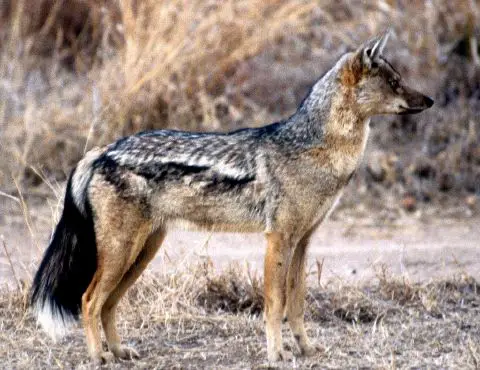Jackal - New World Encyclopedia