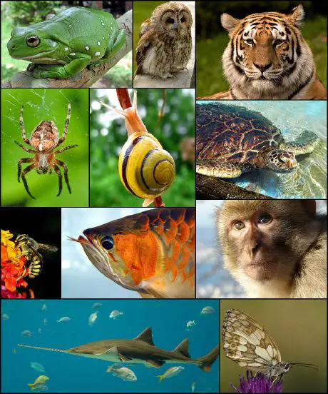 Nature - New World Encyclopedia