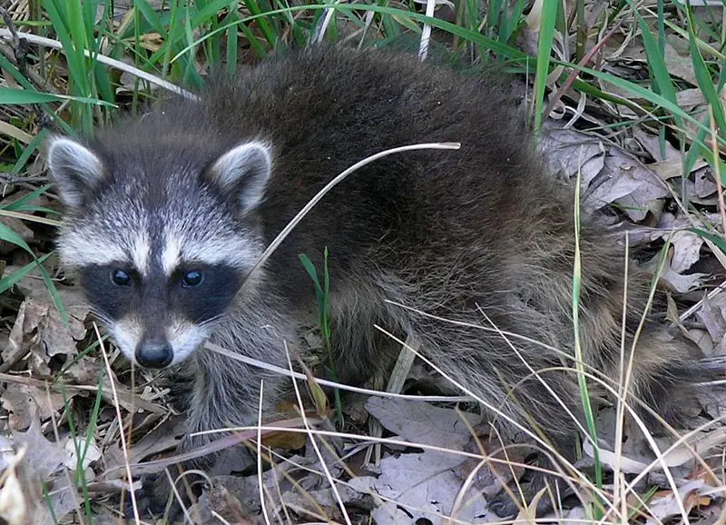 Raccoon - New World Encyclopedia