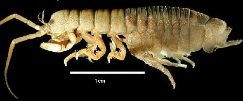 Isopoda - New World Encyclopedia