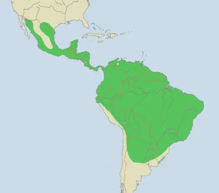 Ocelot - New World Encyclopedia