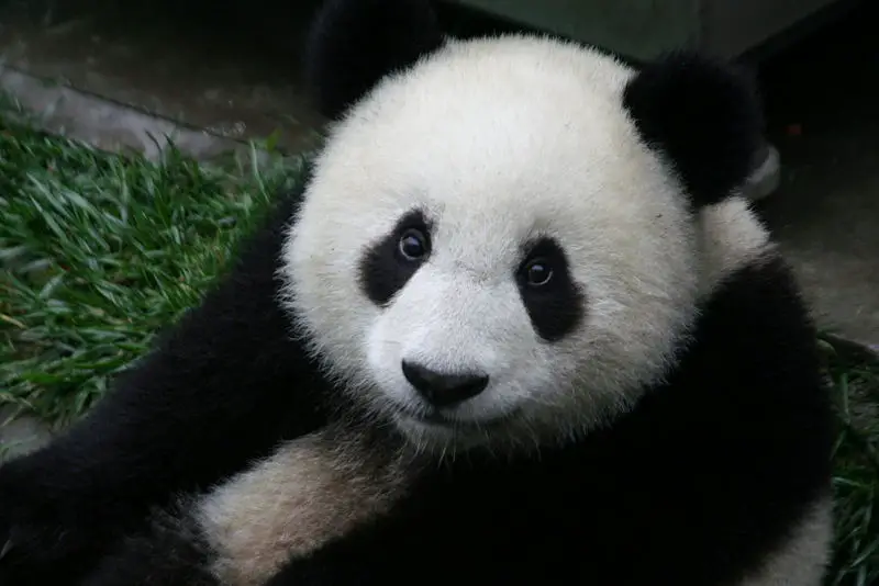 Panda - New World Encyclopedia