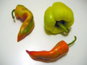 Paprika - New World Encyclopedia