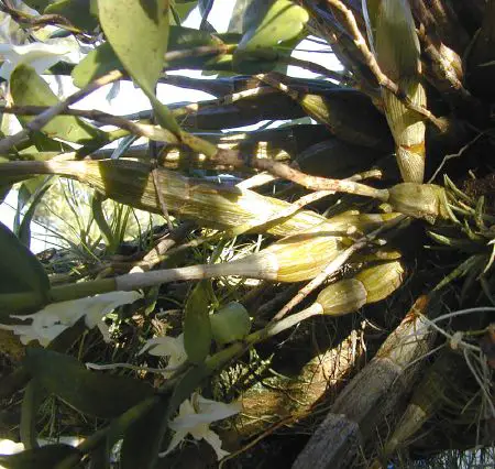 Orchid - New World Encyclopedia