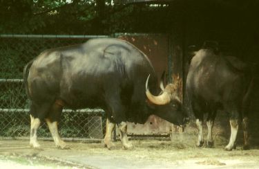 Gaur - New World Encyclopedia