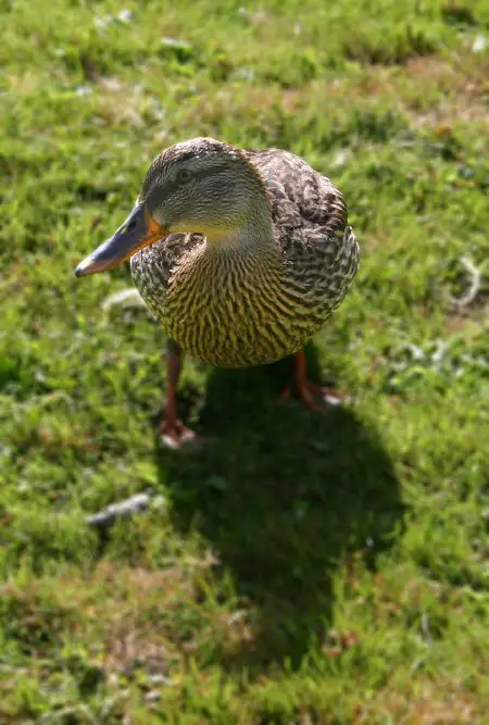 Anatidae - New World Encyclopedia