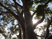 Eucalyptus - New World Encyclopedia