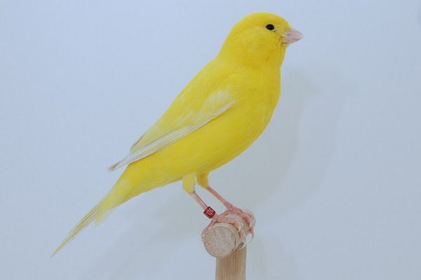 Canary - New World Encyclopedia