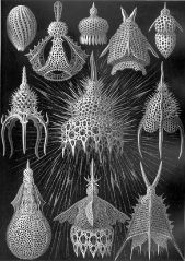 Radiolaria - New World Encyclopedia
