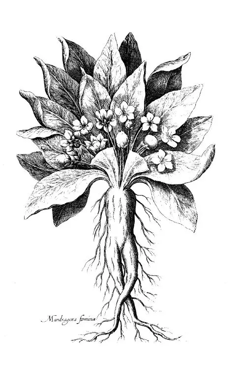 Mandrake (plant) - New World Encyclopedia