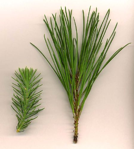 Pine - New World Encyclopedia