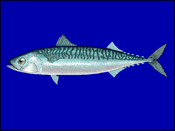 Mackerel - New World Encyclopedia
