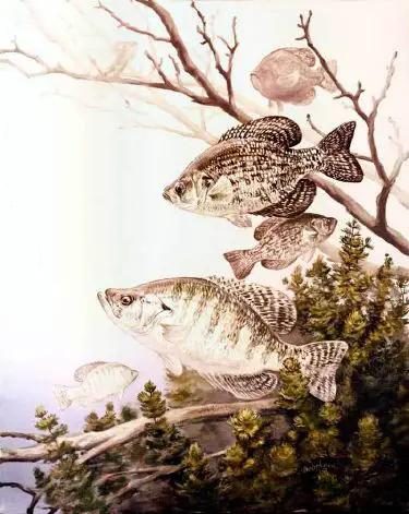 Crappie - New World Encyclopedia